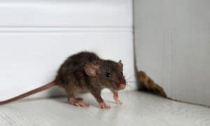 How To Get Rid Of Rats In Walls And Ceiling